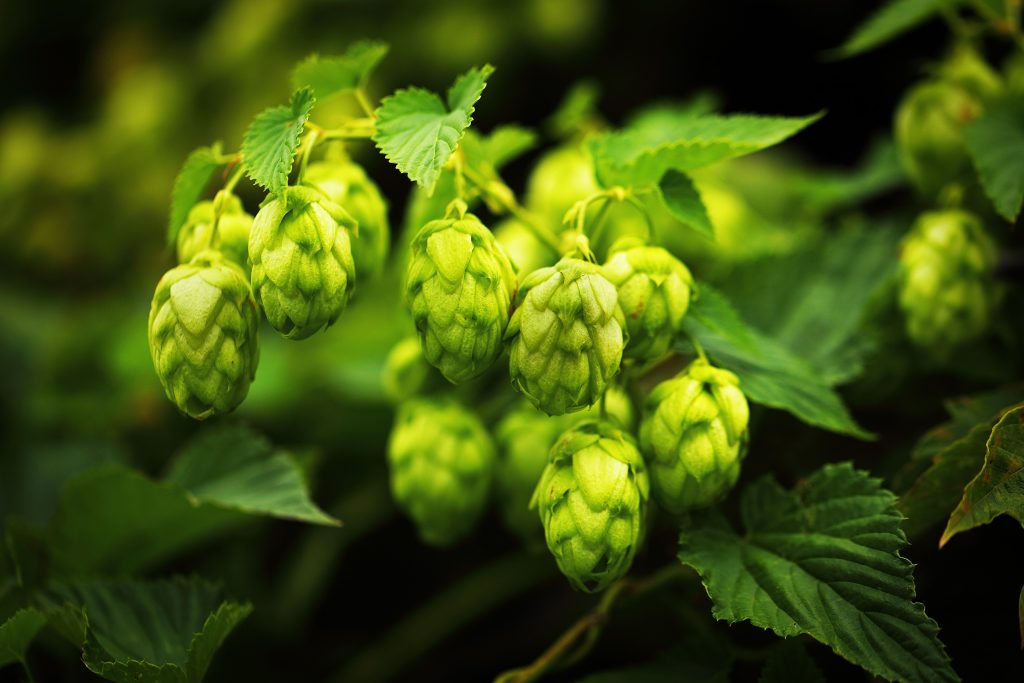 About Pellets - Glacier Hops Ranch
